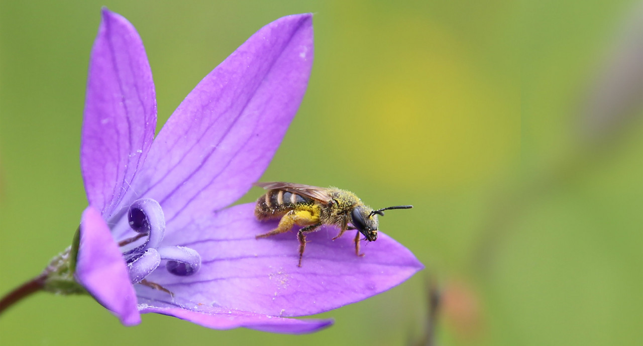 Wildbienen-Glück im ganzen Land: Beteiligungsportal Baden-Württemberg